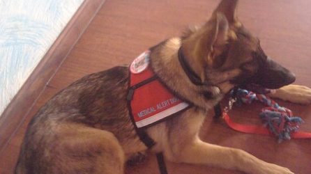 5 Tips for Going Back to School with Your Service Dog | AnythingPawsable