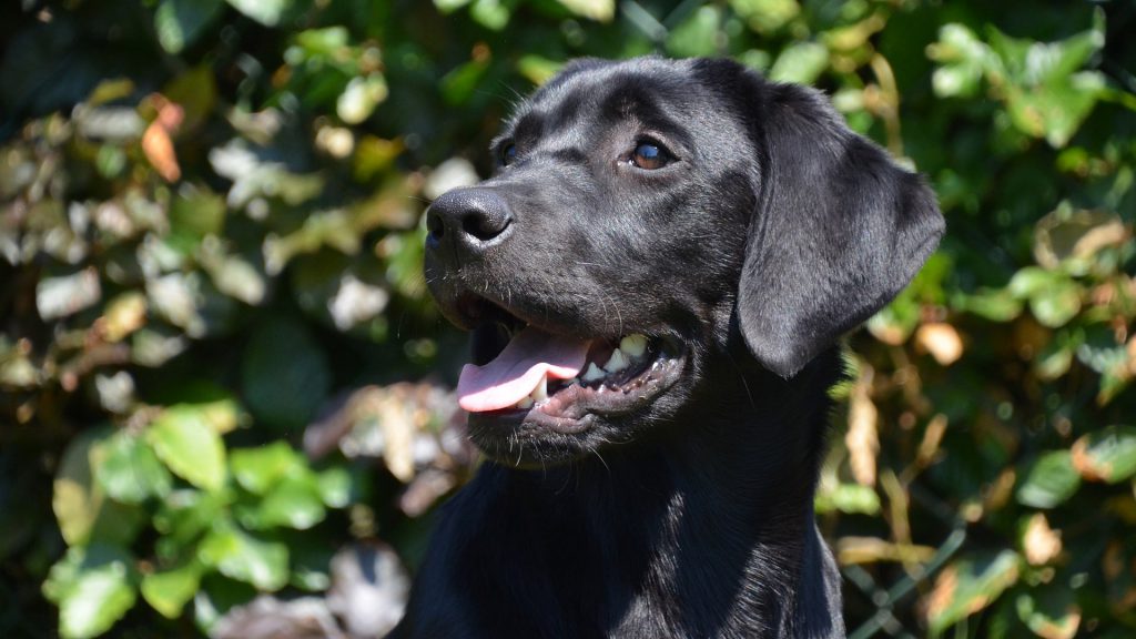 Service Dog Breeds: Labrador Retriever – Anything Pawsable